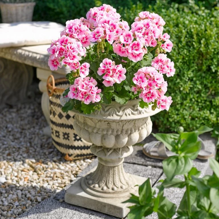 Hot Deals on Trendy Roots Plants Geranium Zonal Smart 'Lieke Pink Eye ...