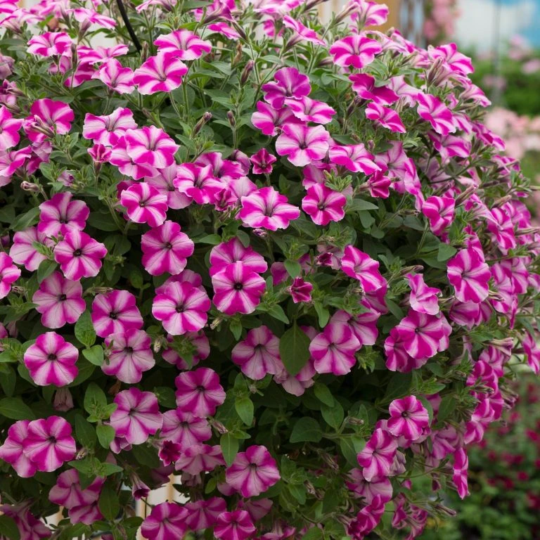 Act Fast: 2024 Discount Promotions on Roots Plants Petunia 'Raspberry ...